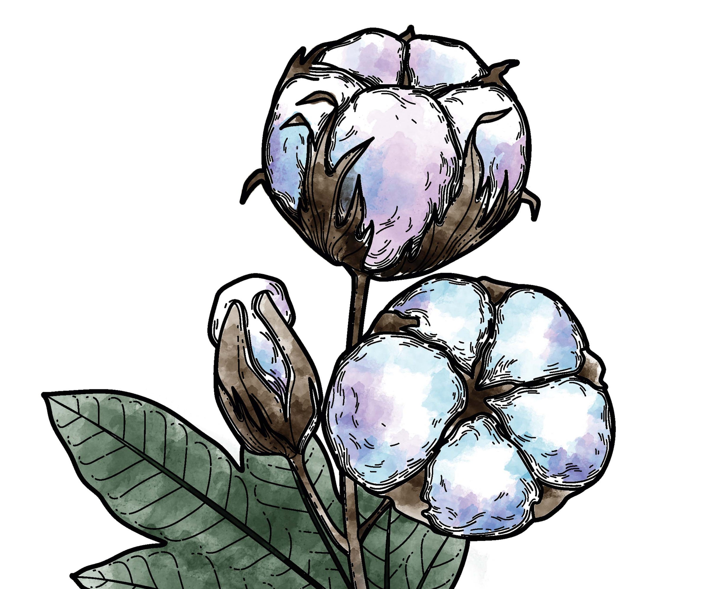 Cotton Plant Drawing For Kids